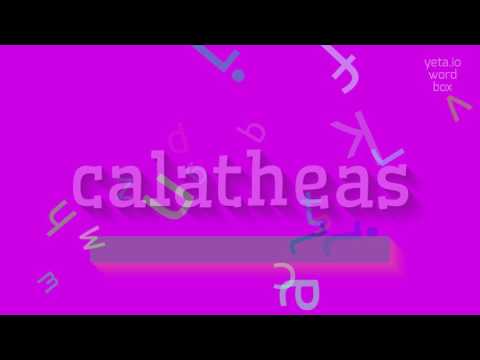 How to say "calatheas"! (High Quality Voices)