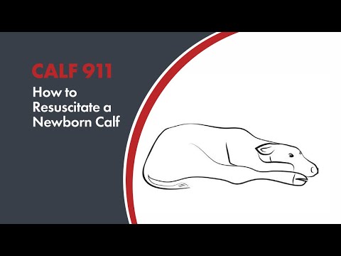 How to (and not to) resuscitate newborn calves