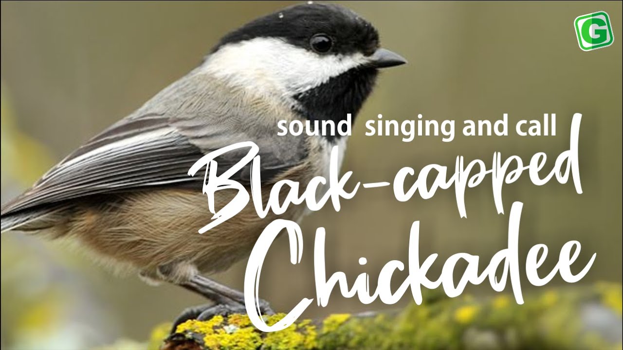 Black-Capped Chickadee Calls Song and Sounds | Chickadee-dee-dee Call, Seet call etc