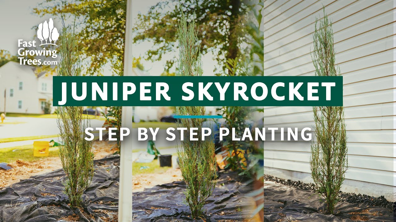 Juniper 'Skyrocket' | Step by Step Planting