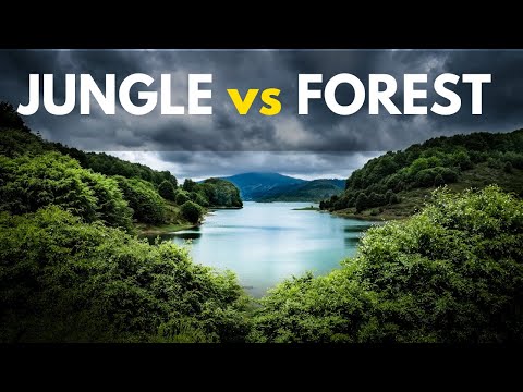 Forest vs Jungle vs Woods : How different are they?