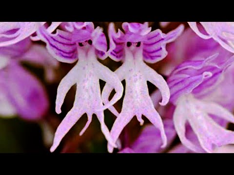 10 Weirdest Orchids In The World