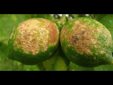 What Is Killing Florida's Citrus Groves - Blog Post on Citrus Greening Disease by SVNsaunders.com