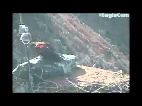 8-5-13 ~ West End, 4:35 pm, Food drop, all 3 at the nest fighting over food