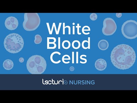 White Blood Cells: The 5 WBC Types, Reference Ranges, & Functions | Pathophysiology | NCLEX Prep