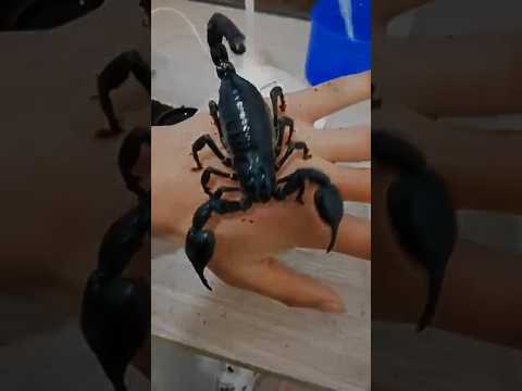 ????scorpion????picture pencil art//milli second view//#rolex #scorpion #drawing #art #rolex #shorts#viral