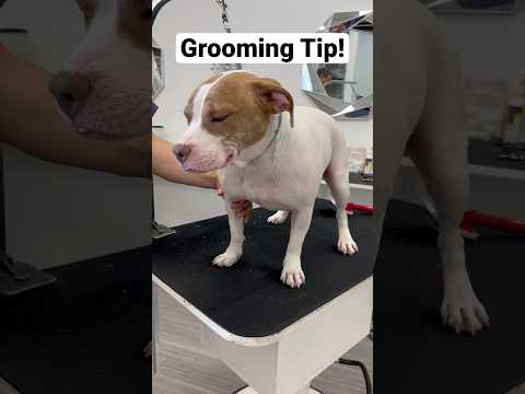 Spring Pet Grooming Tip ! #dog #grooming #summerhaircut #puppy #pets #youtubeshorts #groomingbyrudy