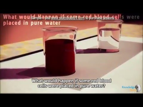 G9 2 2 2 Osmosis in Animal cells Sample