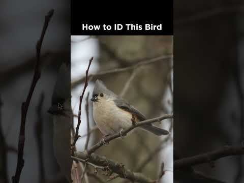 Can you identify this common bird species?