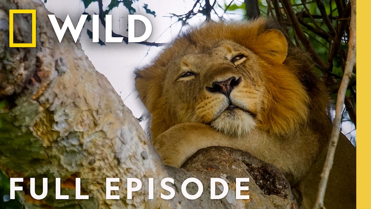 Investigating Tree Climbing Lions (Full Episode) | SPECIAL | Nat Geo Animals