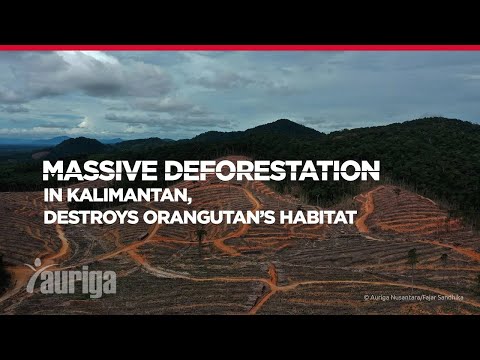 Massive Deforestation in Kalimantan, Destroys Orangutan's Habitat