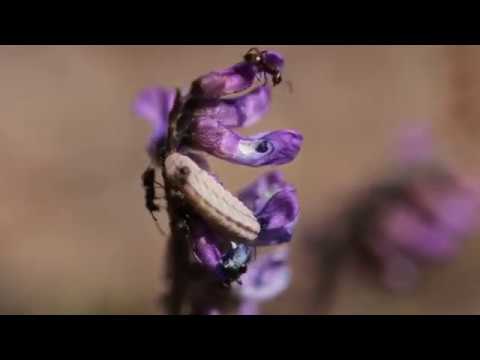 Ants Attending A Gossamer-winged Butterfly Larva (Glaucopsyche alexis) 2Of2