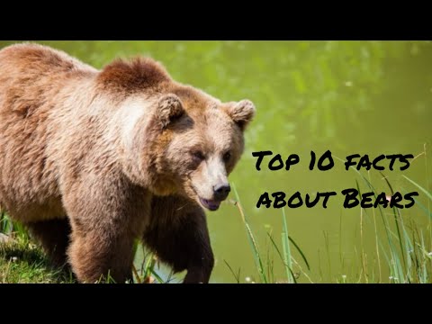 Top 10 Facts about Bears that You Didn't Know