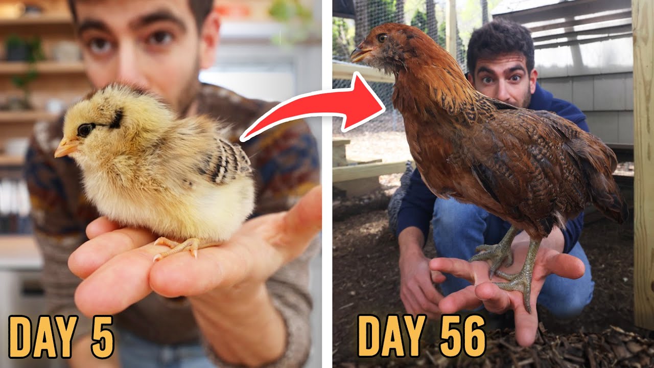 The Ultimate 8 Week Guide to Raising Chicks 🐣
