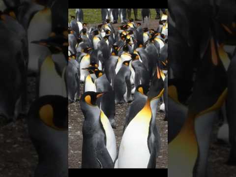 King Penguins Communication | Sound of King Penguins