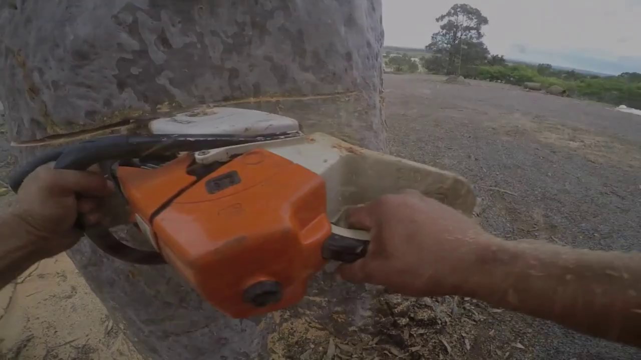 Evergreen Tree Professionals