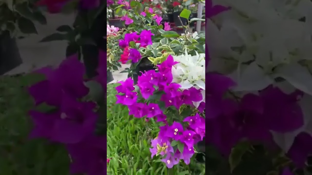 Bunga Bougenville aneka warna #shorts