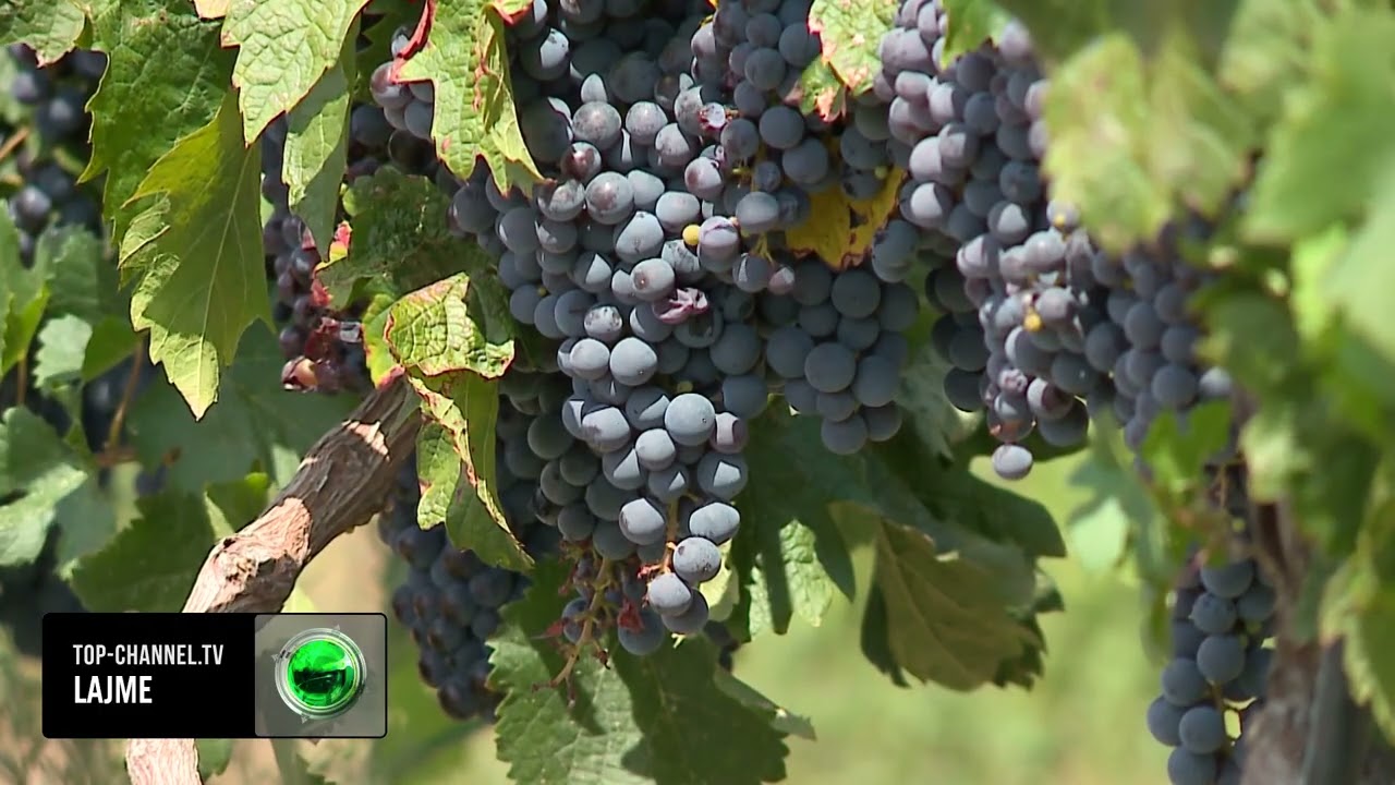 Top Channel/ Çmimi i rrushit nën kosto! Garanci për verë cilësore ...