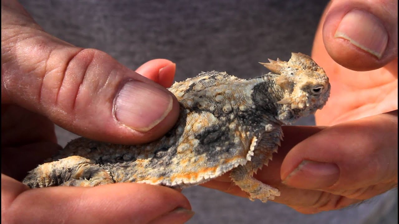 The Old Desert Naturalist and Horned Lizard