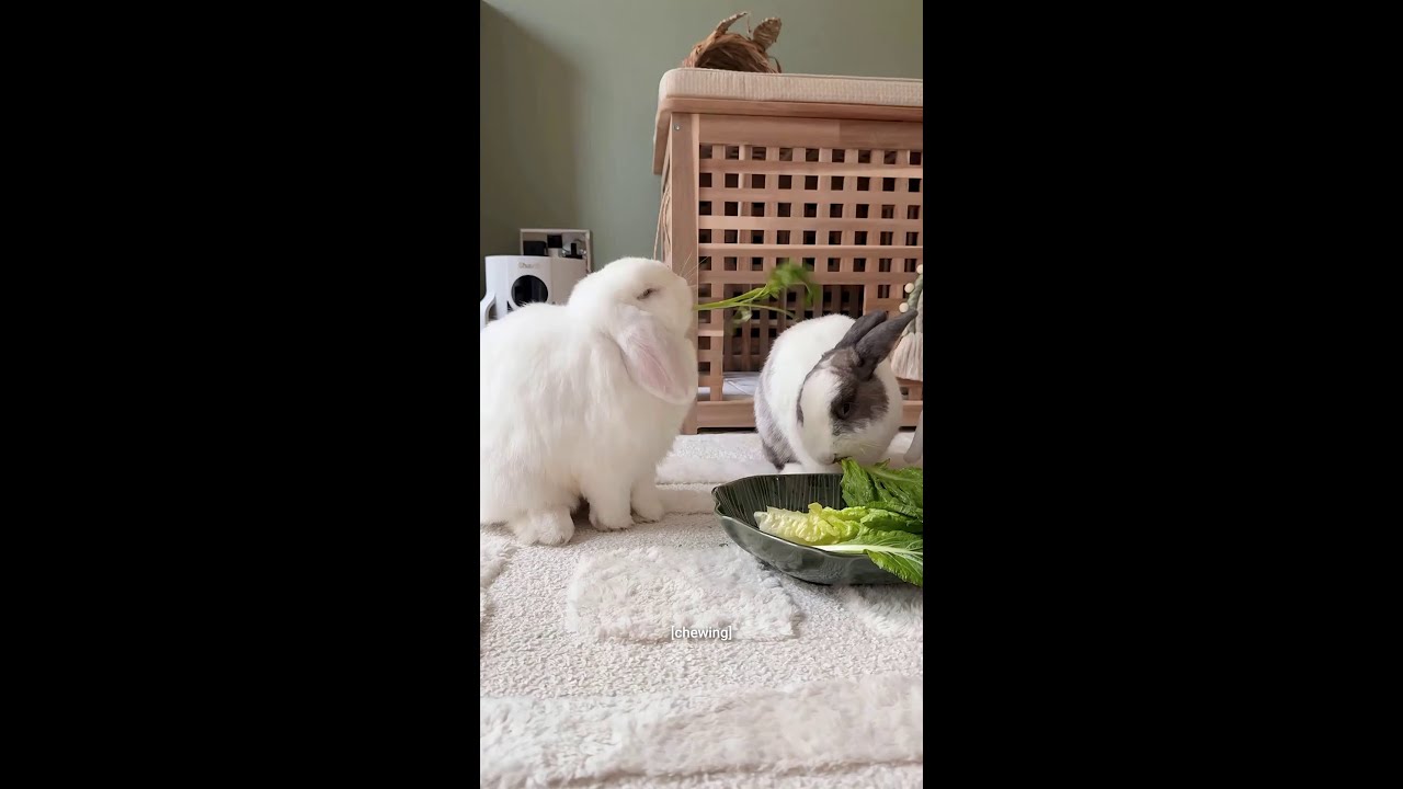 lunch time with the buns! 😍 @ronnietheminilop