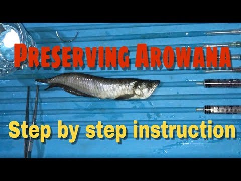 AROWANA FISH | PRESERVING IN FORMALIN | LAB SPECIMEN