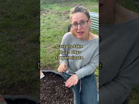 Easy To Grow Carrots | Planting Guide for Beginners | creative explained