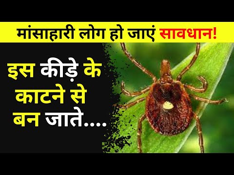 इस कीड़े के काटने से बन जाते शाकाहारी |  Lone Star Tick Bite