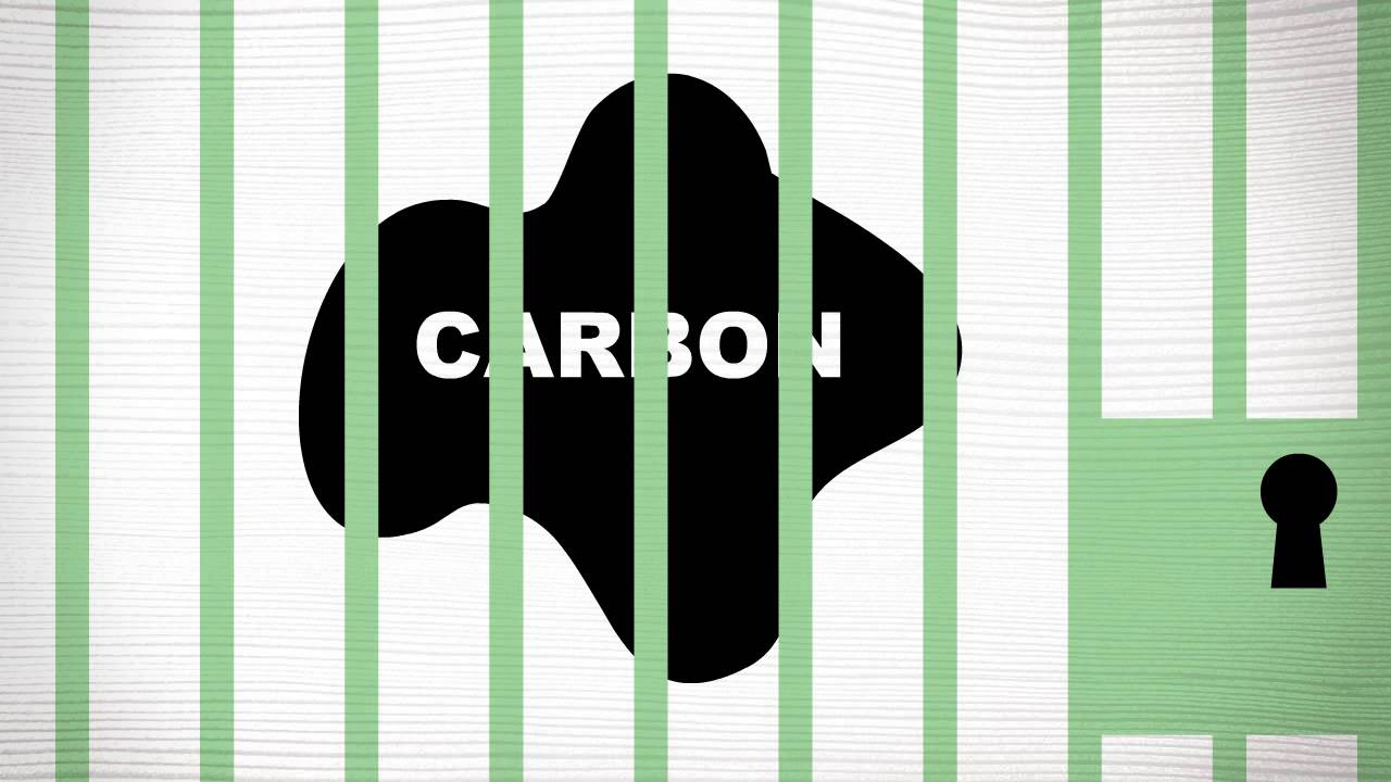 FOREST FAST BREAK: Carbon Capture