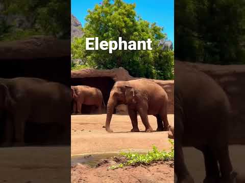 Honolulu zoo #shorts #hawaii #travel #aroundtheworld