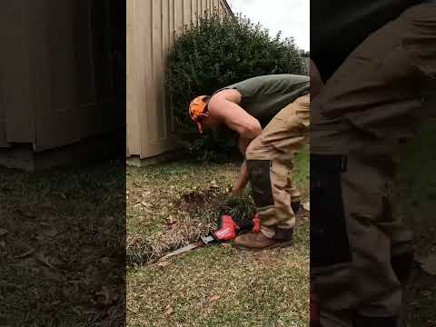 EASY HACK To REMOVE ANY Bush #lawncare #shorts #bushes #yardcleanup #grasscutting #lawncarelife