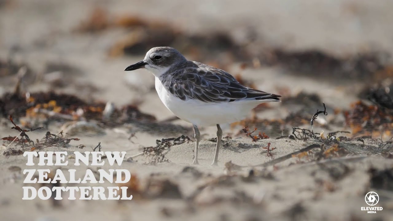THE NZ DOTTEREL