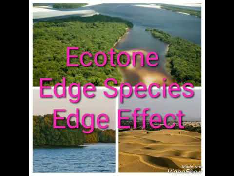 ECOTONE , EDGE EFFECTS ECOLOGICAL NICHE & EDGE SPECIES : NEET / AIIMS / JIPMER ECOLOGY