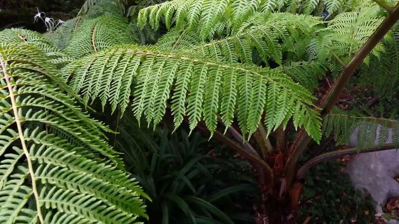 Feriga - Dryopteris filix mas HD 01