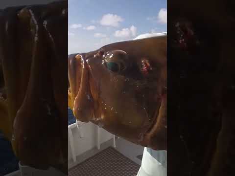Scamp Grouper aboard the Yankee Capts. #shorts #scamp