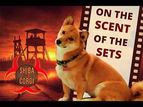 28 Years Later: Shiba x Corgi Explores Holy Island Filming Locations