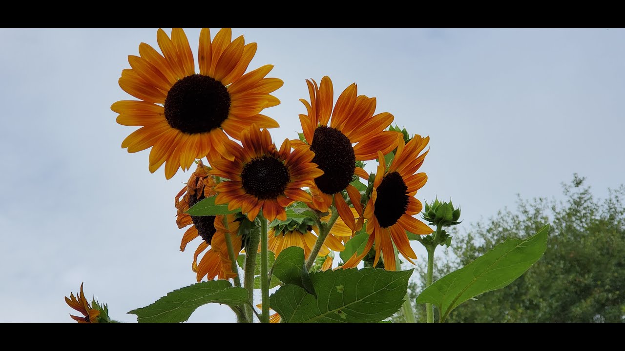 SHOW Me Your SUNFLOWERS!