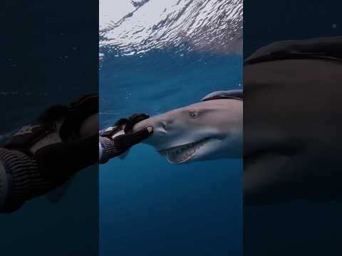 Her BFF Is A Shark! l The Dodo
