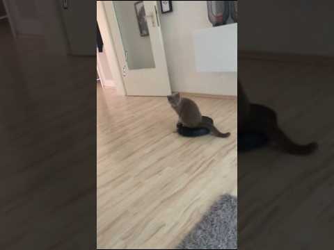 IQ Test für deine Katze CatInfo #catsofyoutube #katze #cat