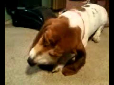 The definition of a supernaturally powerful chewer