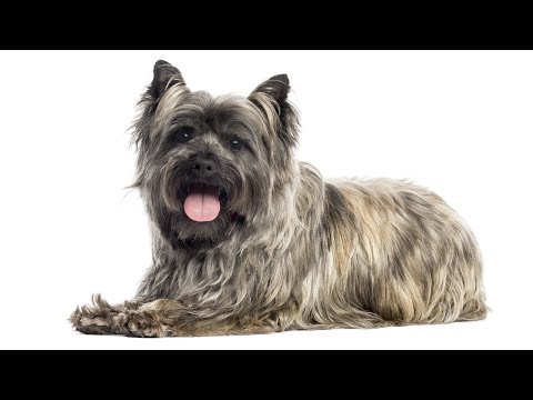 Cairn Terrier Pros and Cons
