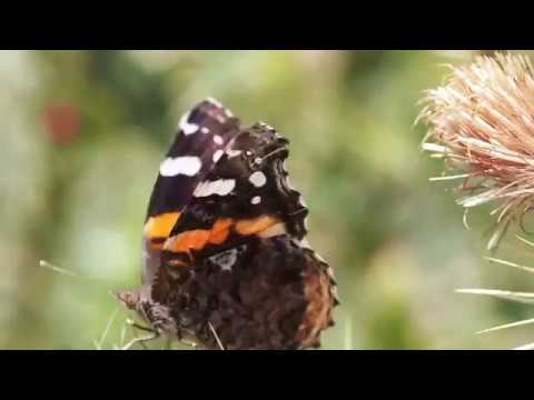 Origins of the word butterfly