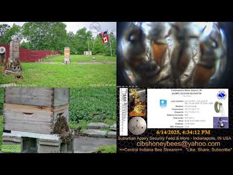 Super #3 Honey Bee Hive addition to Camera hive **By Special Request** 2025/6/14