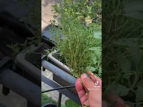 Harvesting and drying thyme