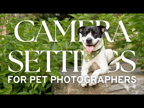 My Camera Settings For Natural Light Pet Photography | Pet Photography Education