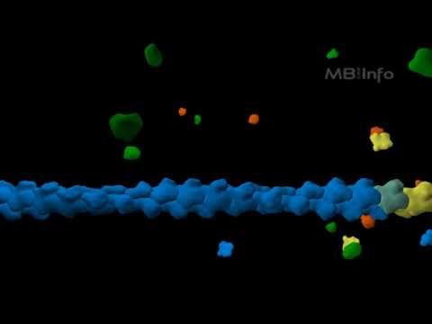 Actin filament assembly