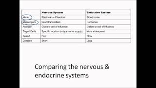 Compare the nervous & endocrine systems | Pearson+ Channels