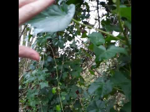 AMAZING example of Fibonacci sequence found in nature