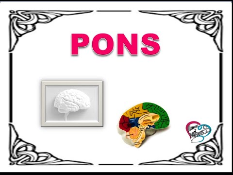 PONS TAMIL and it's function | relationship of pons | eye movement || bladder control | facial sense