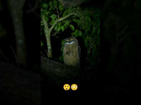 "Animals That Looks Scary At Night"#animals #shorts #cute #ytshorts