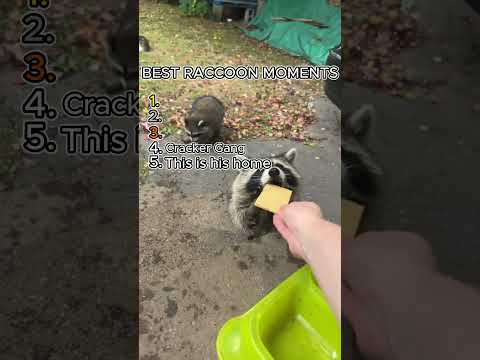 RANKING THE BEST RACCOON MOMENTS😂🤣😎🦝 #funny #animals #cute #funnyanimals #raccoon #catvideo #ranking